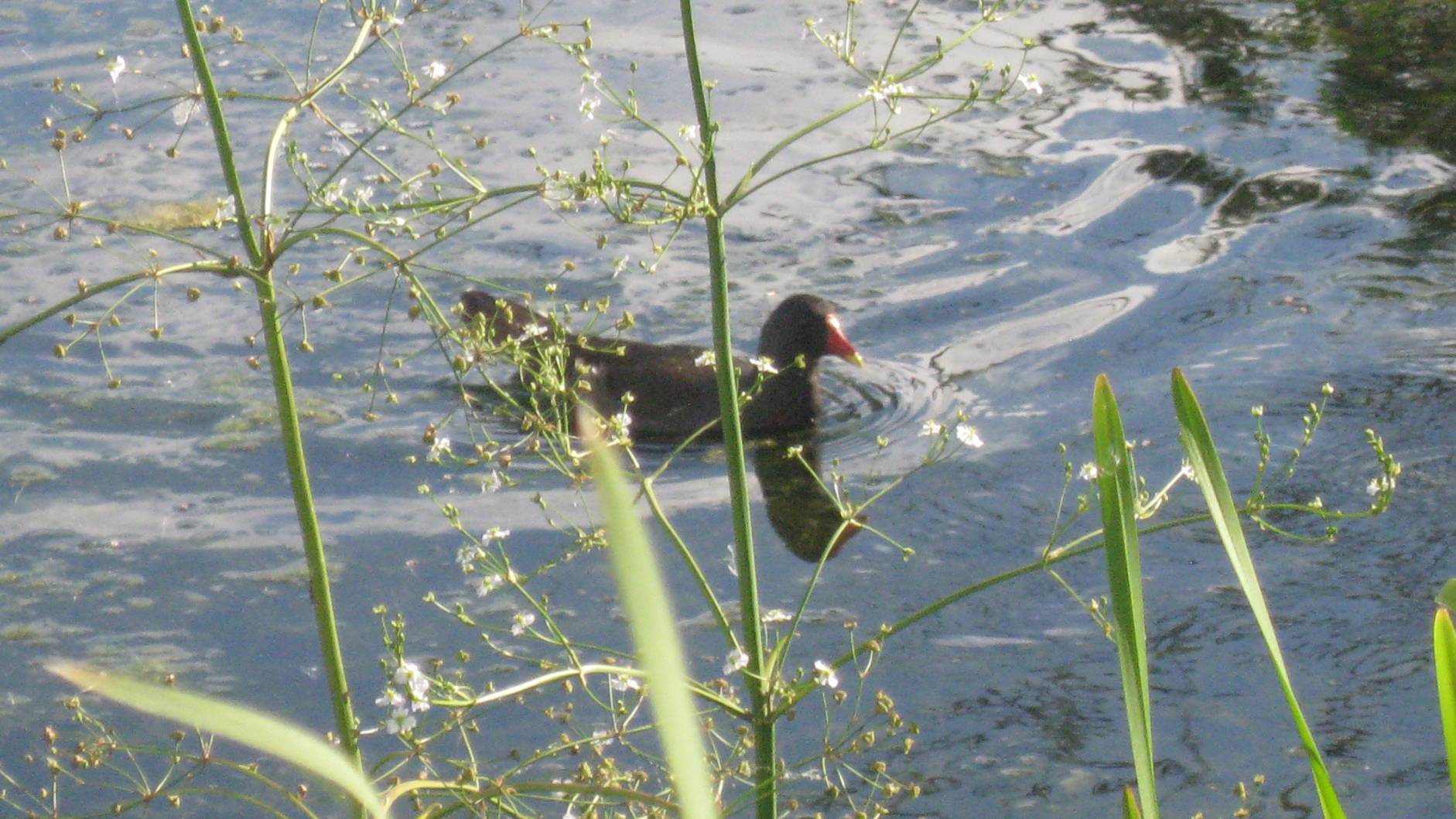 Водяная курица