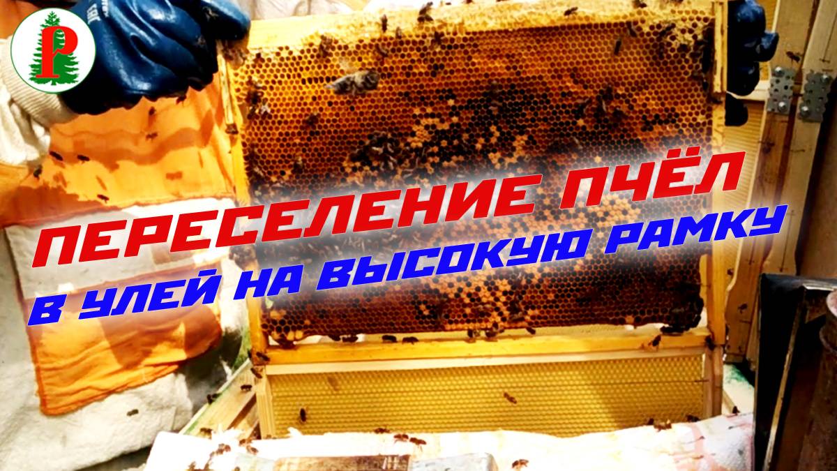Пересадка пчёл в улей