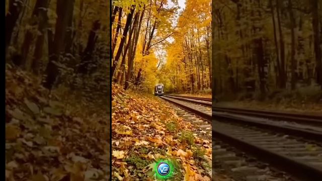 Ливни Листопады - Фейгин