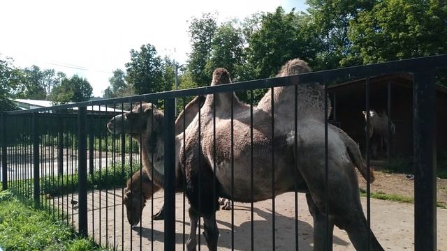 Дружная семья верблюдов бактрианов