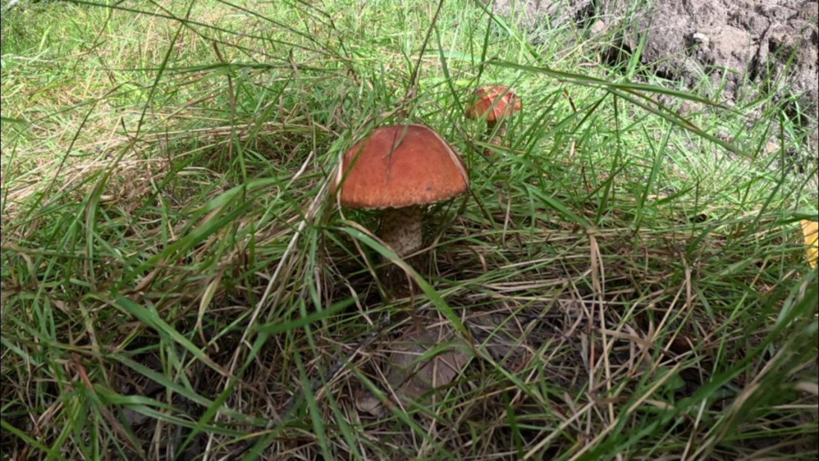 Лес. Мох. Грибы. Прогулка по местам, где растут красные подосиновики