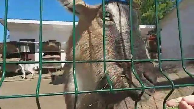 Смотрим животных. Козы. Кролики. Страус. Овцы. Куры и утки