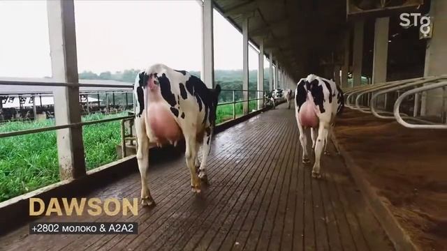 Бык №1 по удою и UDC в породе: DAWSON из STgenetics ‼