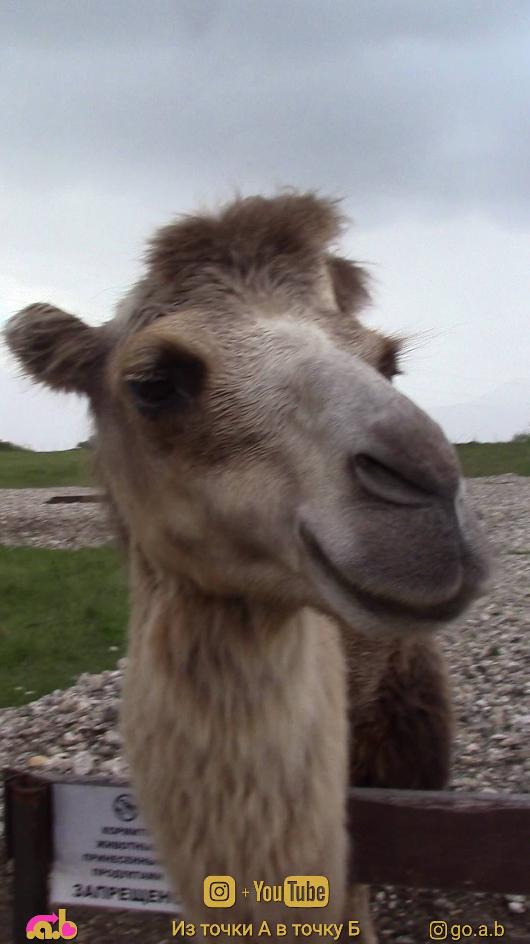 Покорми верблюда. Парк львов Прайд в Абхазии, Гудаута.