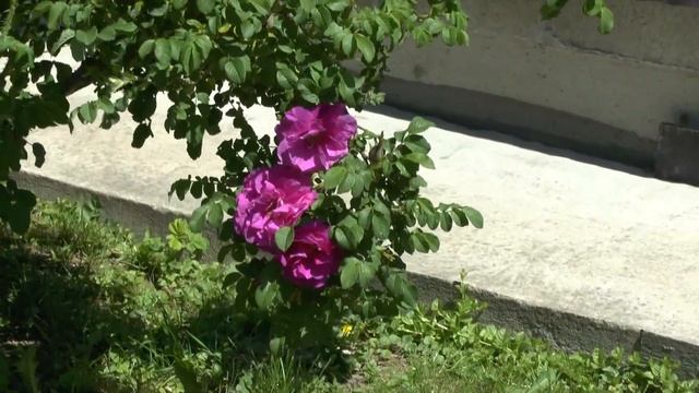 2-3 июня 2018. Снова на даче. Коптим скумбрию.