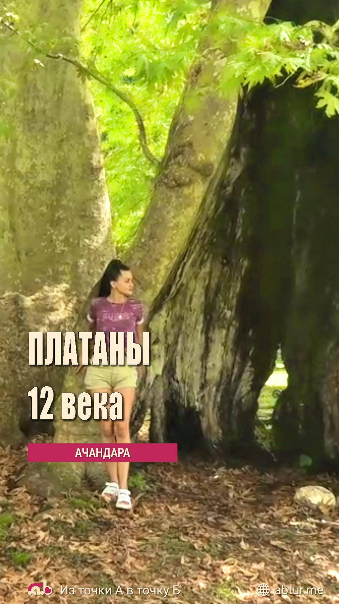 Древние ачандарские Платаны (600-860 летние). Ачандара, Гудаута, Абхазия