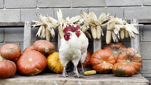 Петухи перед отправкой, покупателю!