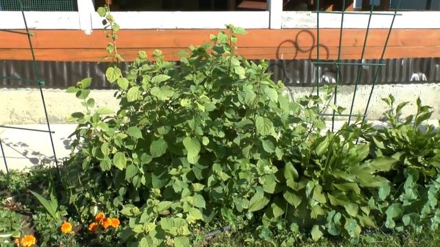 На даче. Мою прудик. Обзор участка в начале июня