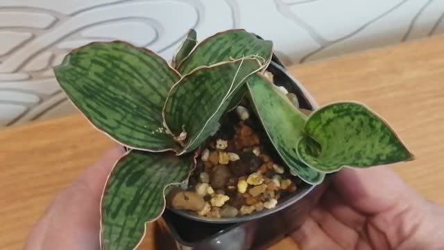 Сансевиерия Клеопатра и ее детка с необычным окрасом