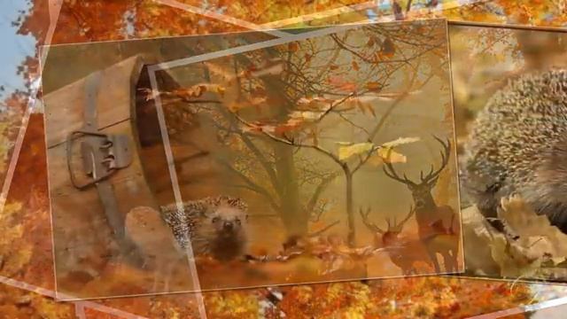 Осень в лесу