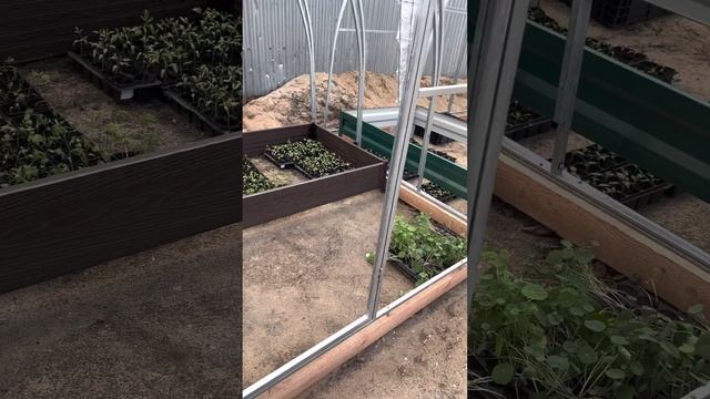 Настоящие грядки из дпк оригинал