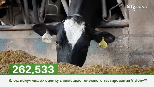 EcoFeed® от компании STgenetics - это революция в оптимизации молочного производства‼