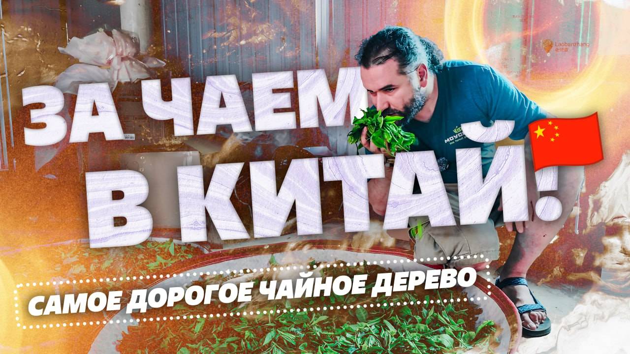 За чаем в Китай.Самое дорогое чайное дерево.  Бин Дао, Лао Бань Чжан.