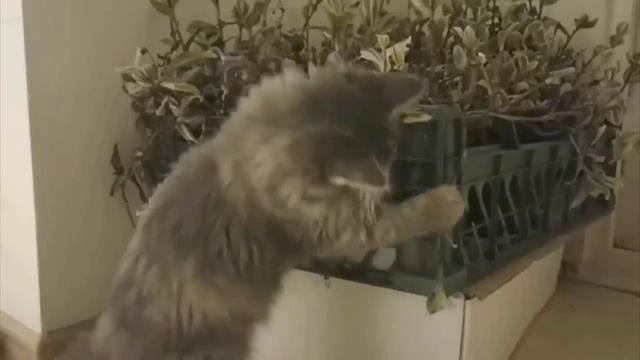 новая семья для котят и котов