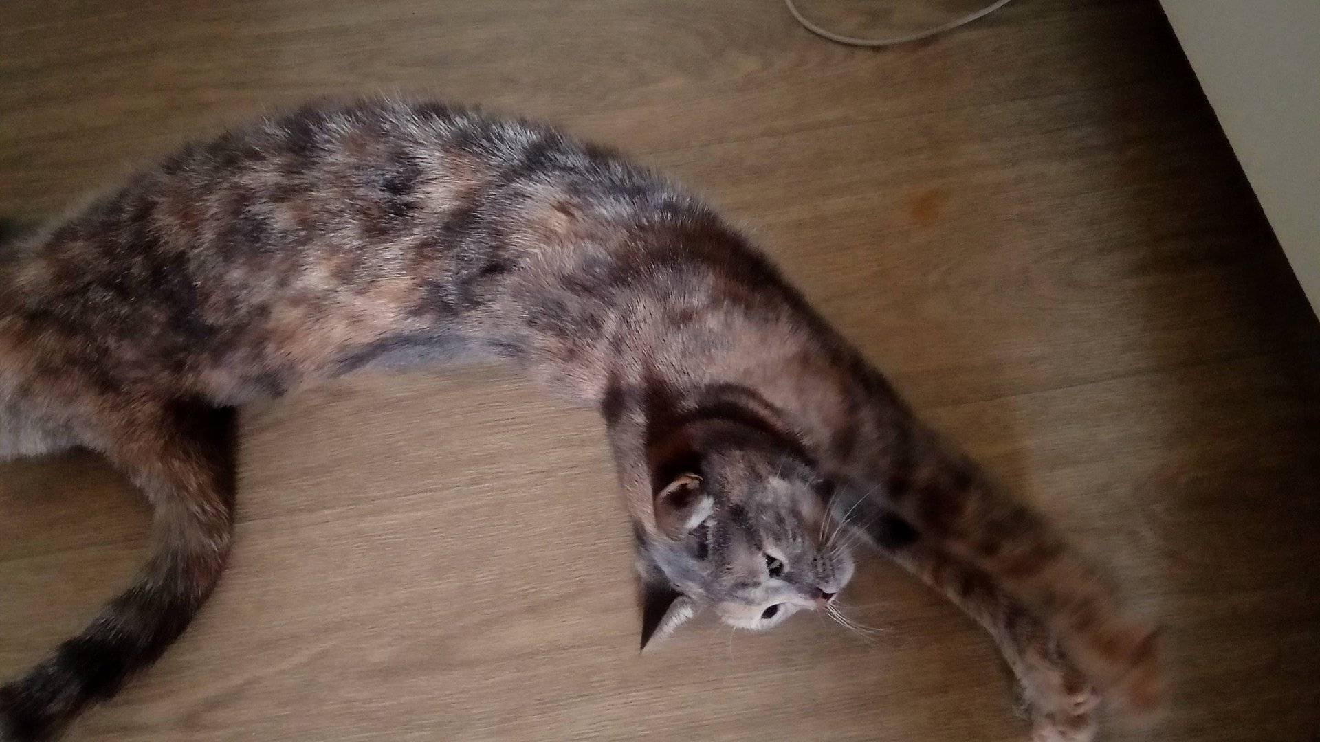 Кото игрища