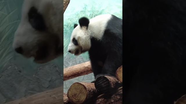 Панды / Китай #интересное #животные