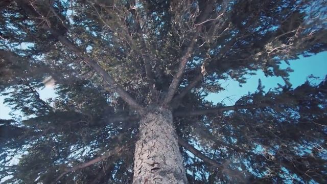 Компания "Новый мир" пересадила вековую ель во дворе ЖК "Лев Толстой"