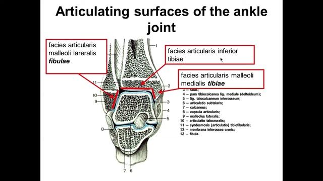 anatomy 01 - Surgical joints of leg [ULqgPelrPAk]