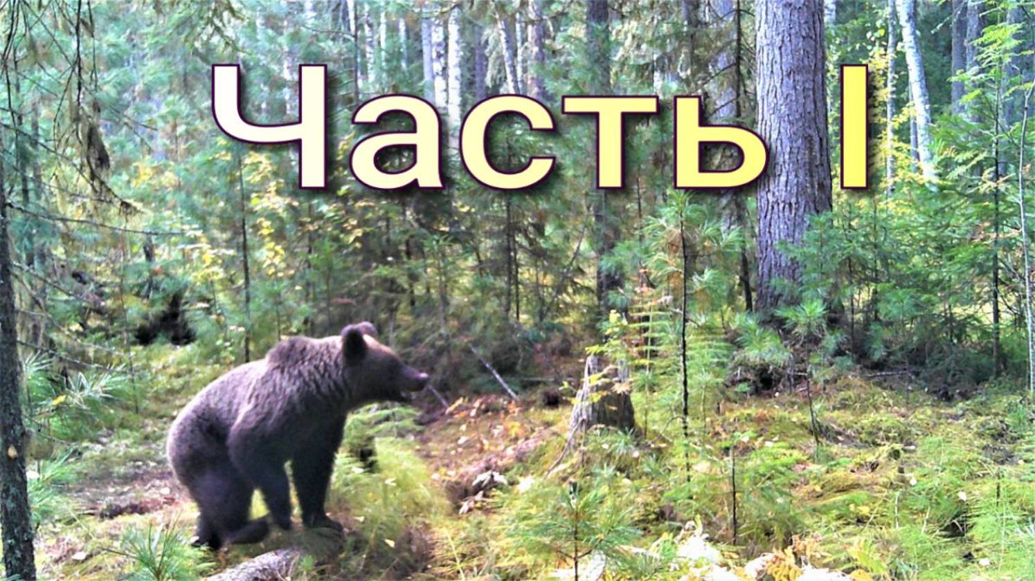 Часть I в ожидании погоды несколько дней по тайге работа по медведю моя ошибка при походе к лосям