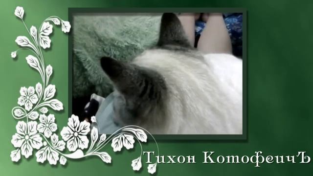 Жизнь кота толстошеего в усадьбе Балдеево.