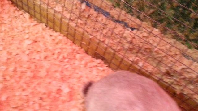 Контактный зоопарк - 11.01.2016