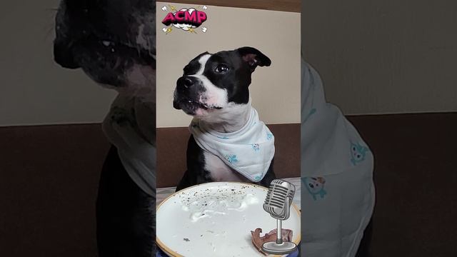 АСМР Говяжье сердце! 👂 #асмр #мукбанг #стаффбуль #еда #говядина #сердце #сметана #животные #собака