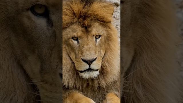 Львы. Прекрасные создания. #животные #интересное