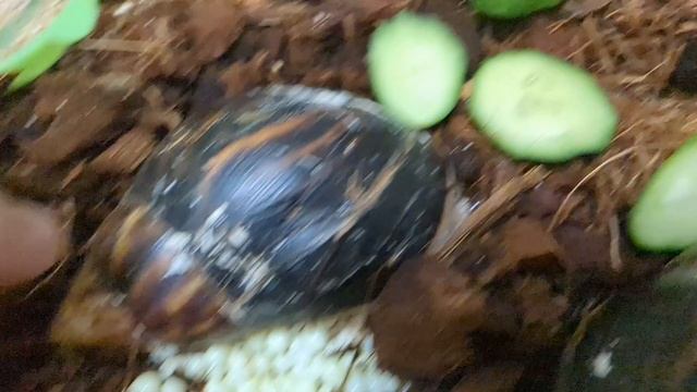 Чудо природы: кладка яиц улитки ахатины