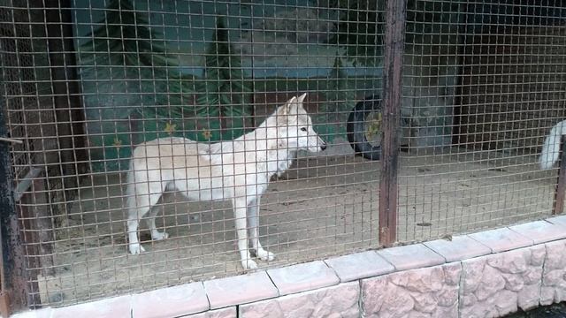 Полярные волки в зоопарке