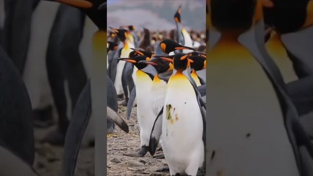 Любите пингвинов? #животные #интересное