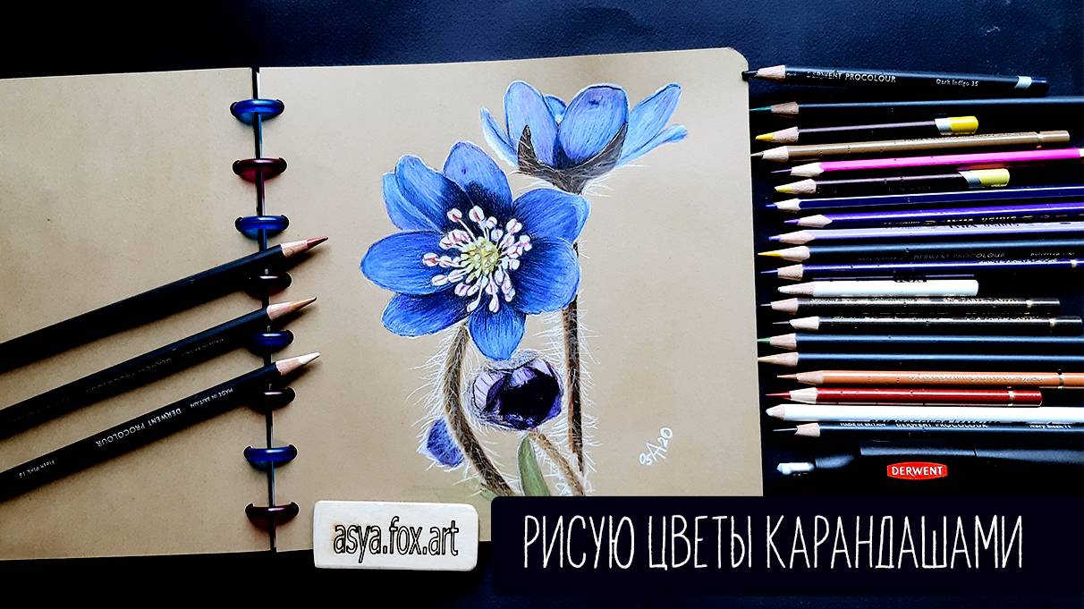 Рисуем цветы карандашами