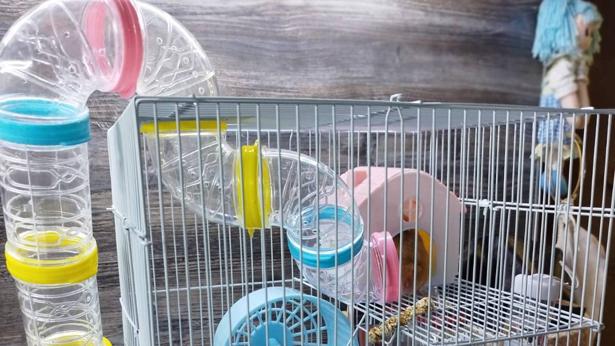 Айда со мной мыть клетку хомяка!