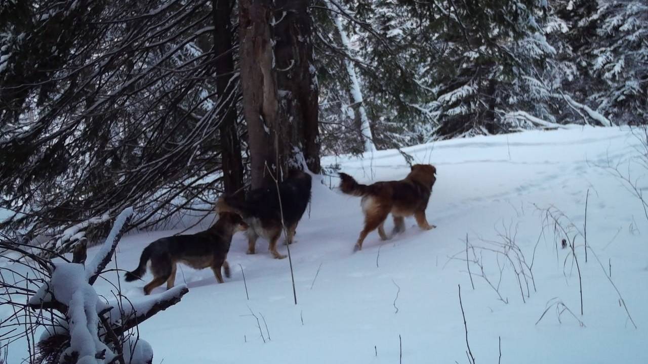 Stalker Online  Собаки у заповедника... ).