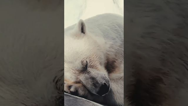 Белые медведи. В видео присутствует работа Екатерины Бересневой. #животные #интересное