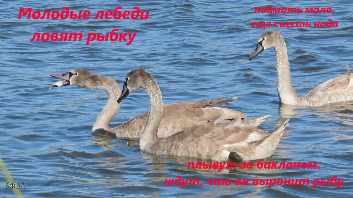 Молодые лебеди ловят рыбу. Но этого мало, еще надо уметь съесть. Баклан на рыбалке. 24.09.24