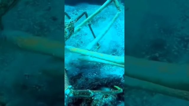 И правда же на паука похож? #животные #интересное