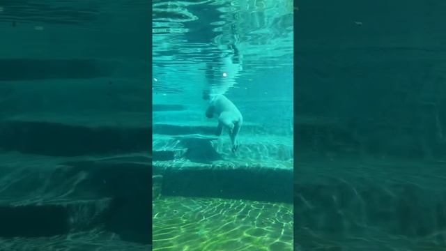 Под водой / Московский зоопарк #животные