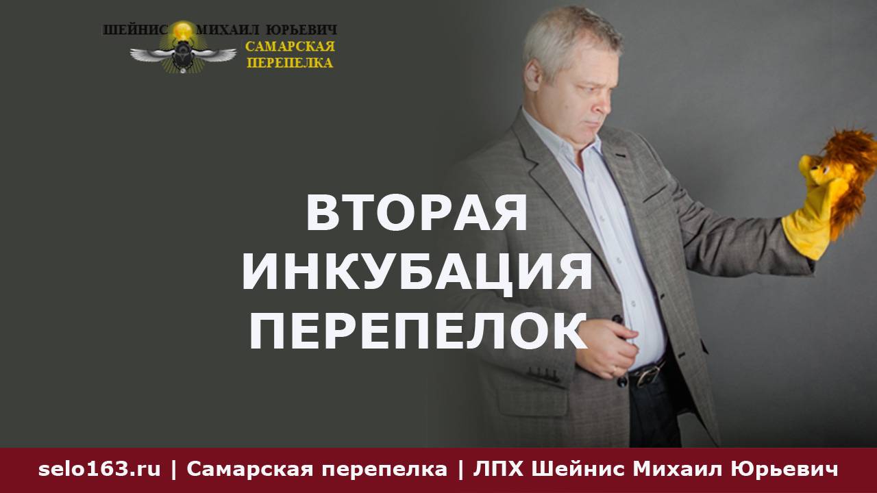 Вторая инкубация перепелок