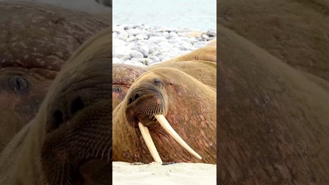 Бивни моржа