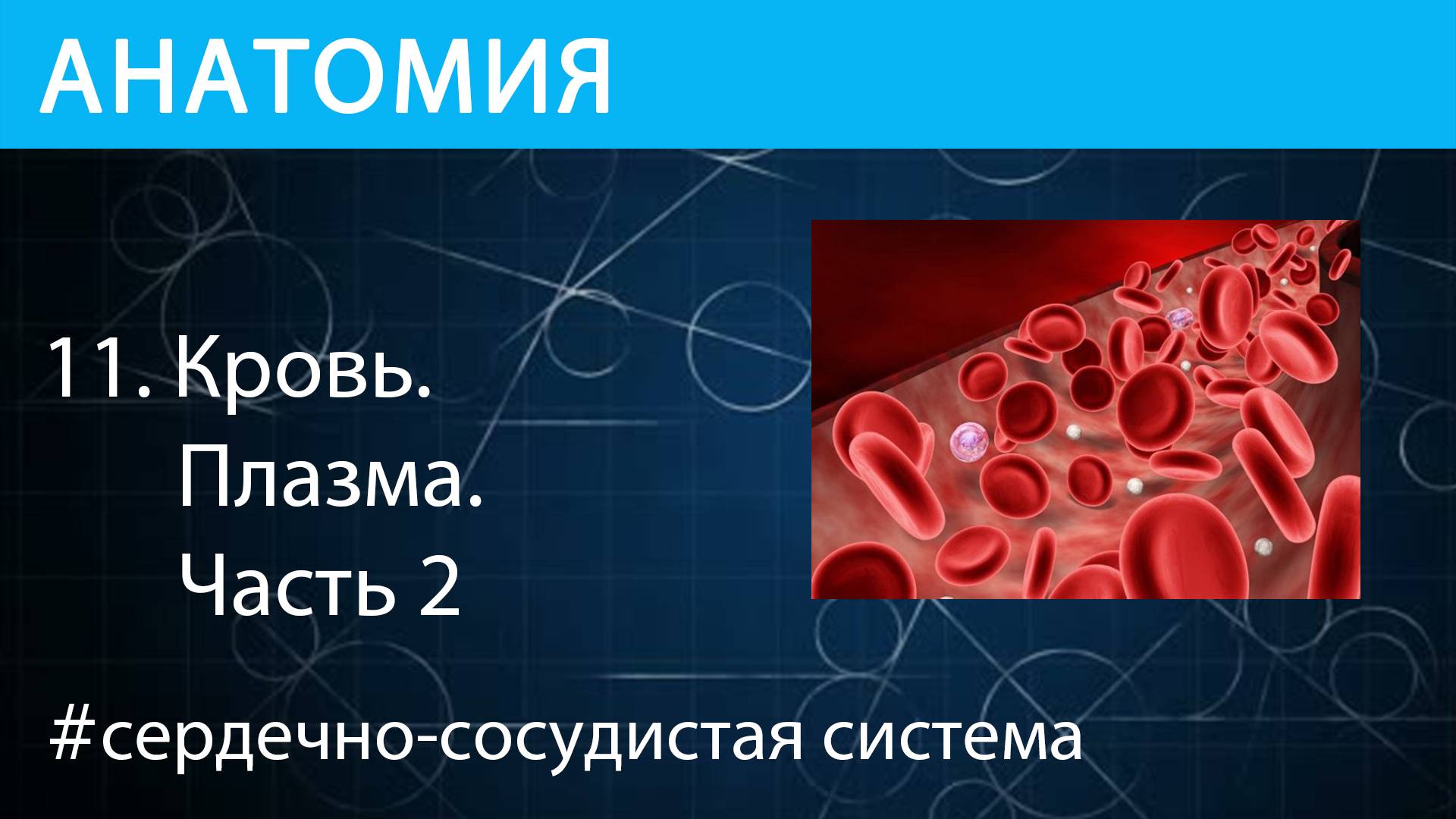Анатомия: Кровь. Плазма. Часть 2