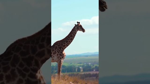 Высоко сижу, далеко гляжу! #животные #интересное