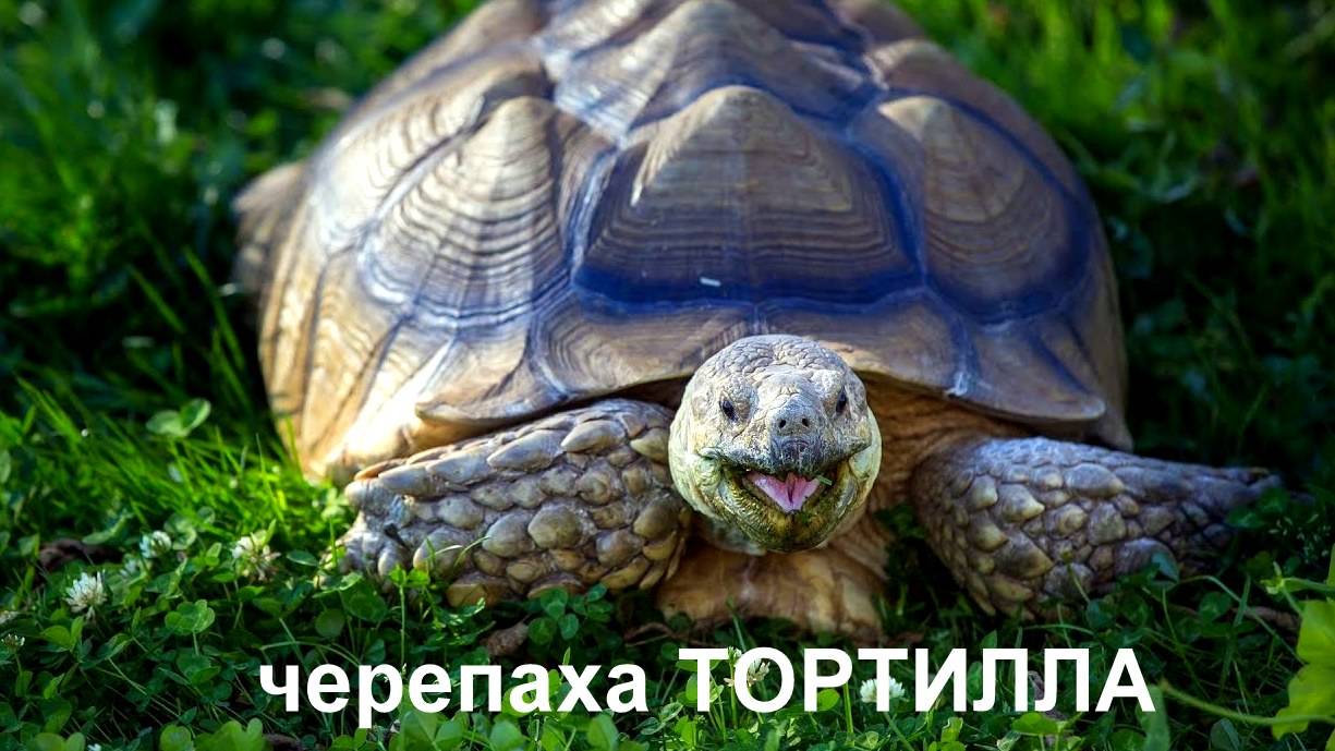 Турция. Анталья. Club Hotel Sera 5* "Черепаха Тортилла, её друзья и враги".