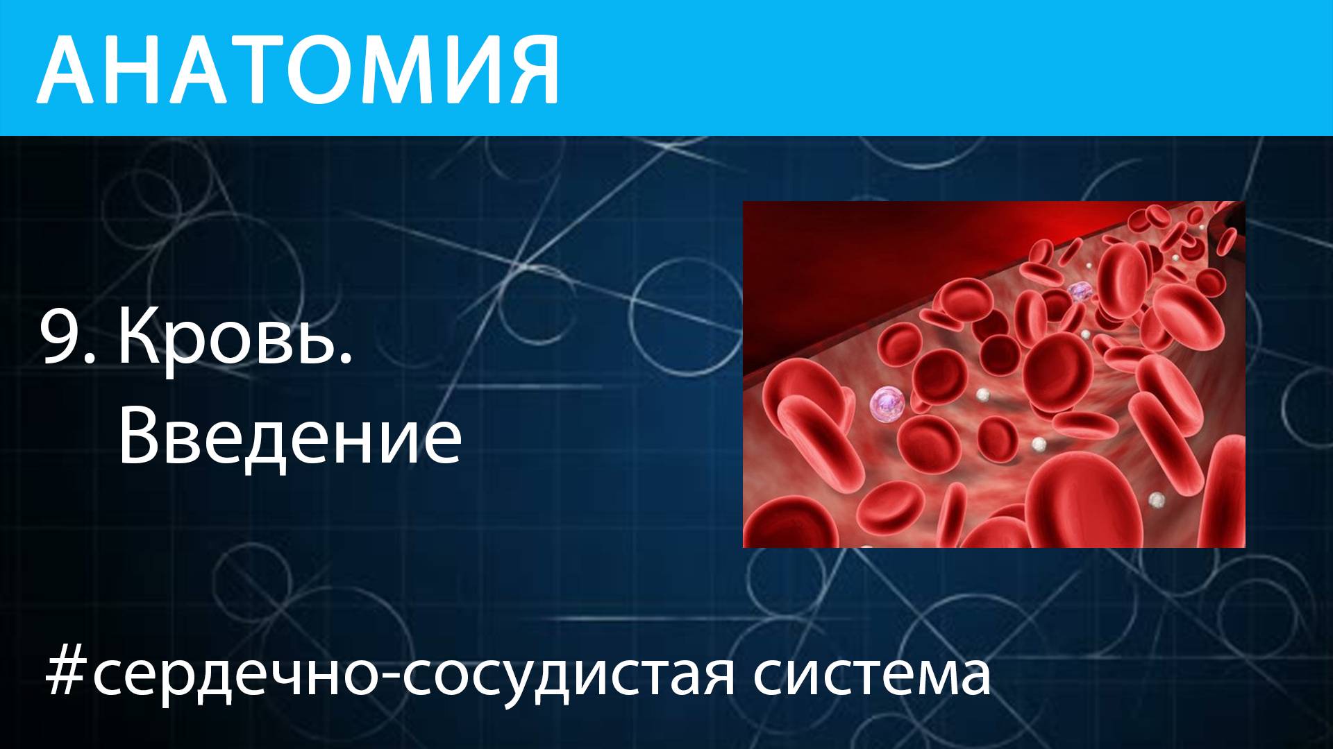 Анатомия: Кровь. Введение