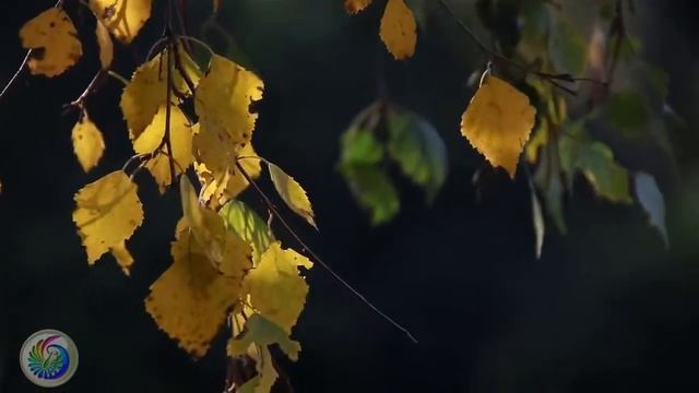 Листья жёлтые над городом кружатся...