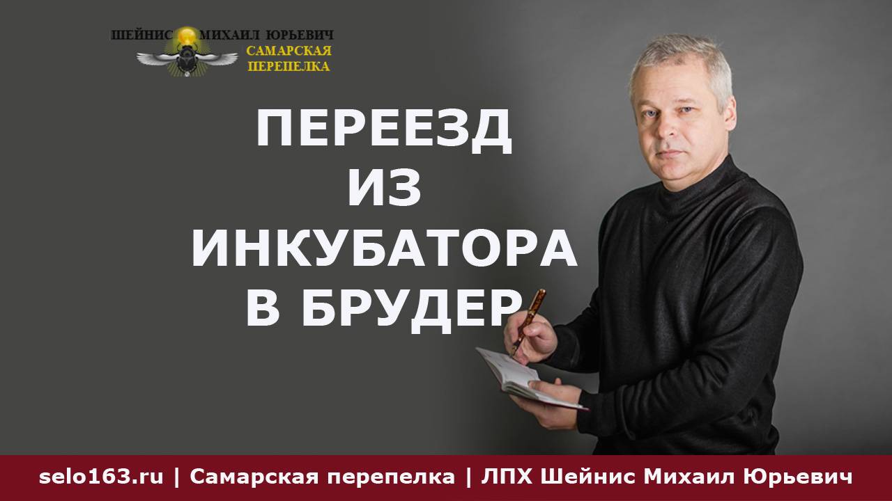 переезд перепелят из инкубатора в брудер