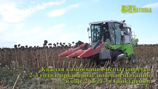 Уборка питомника предварительного сортоиспытания подсолнечника