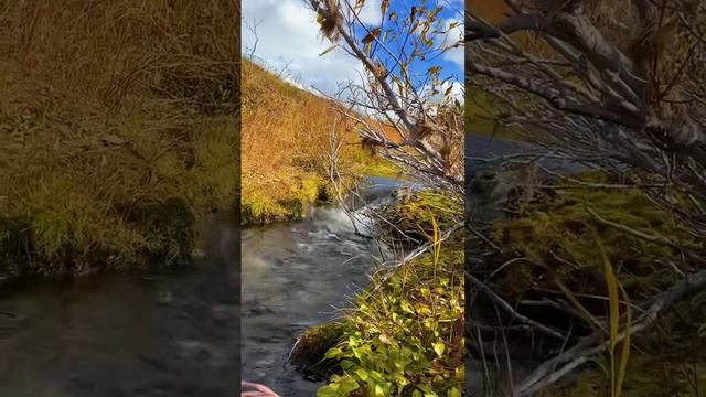 Камчатка. Часть видео предоставлено Гореловой Еленой #интересное #природароссии