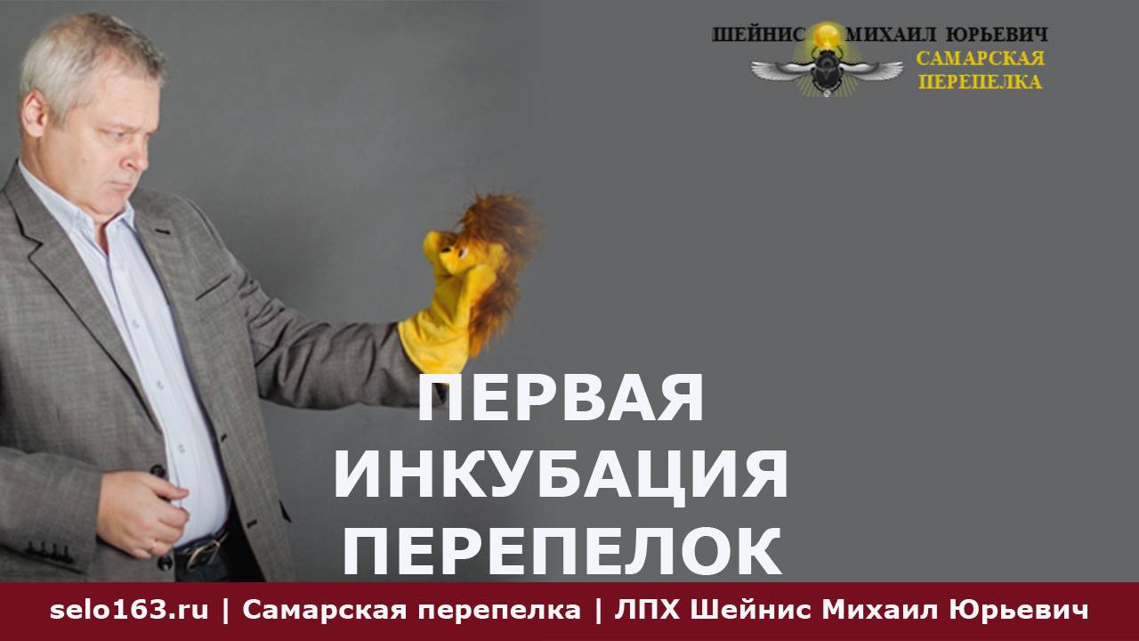 Первая инкубация перепелок