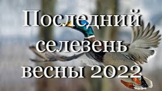 Последний селезень весны 2022 #мой_мир_поморье