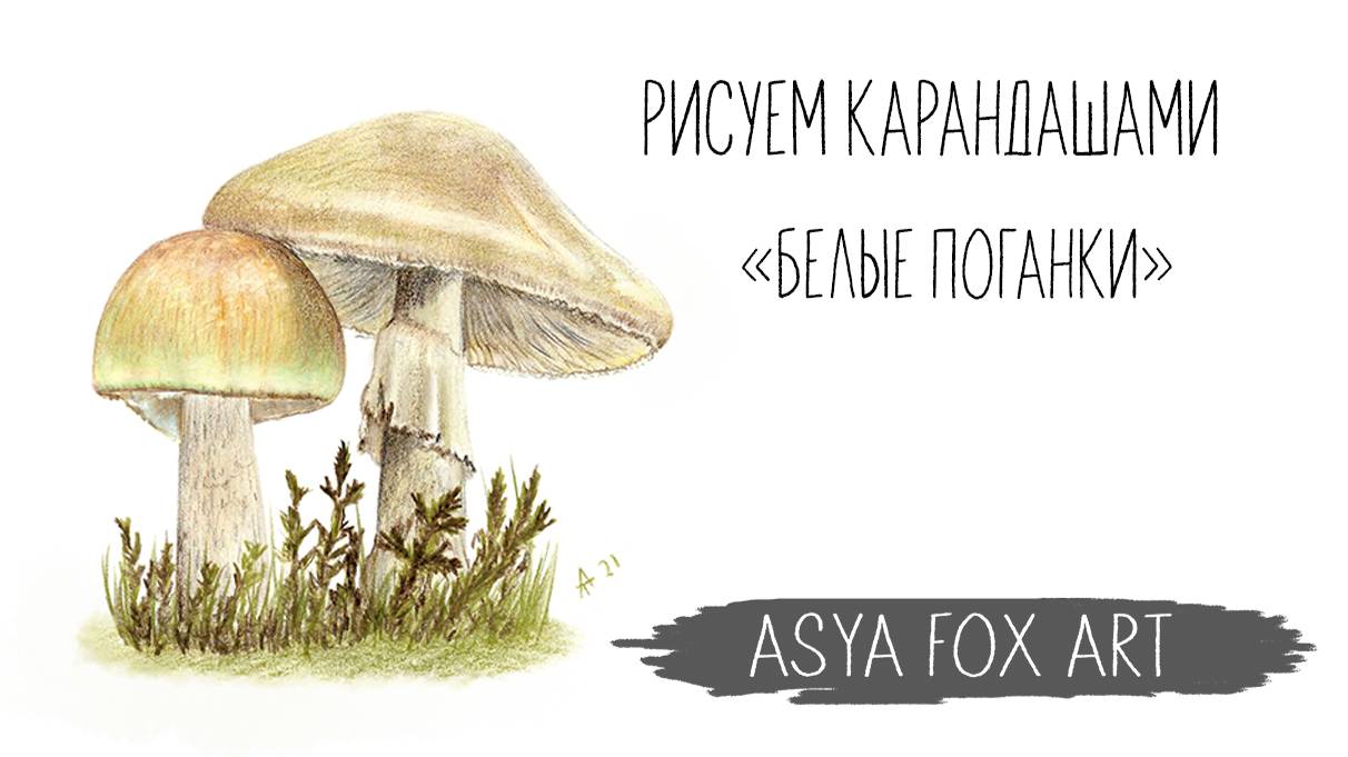 Рисуем карандашами Белые Поганки 2 часть/ASYAFOXART